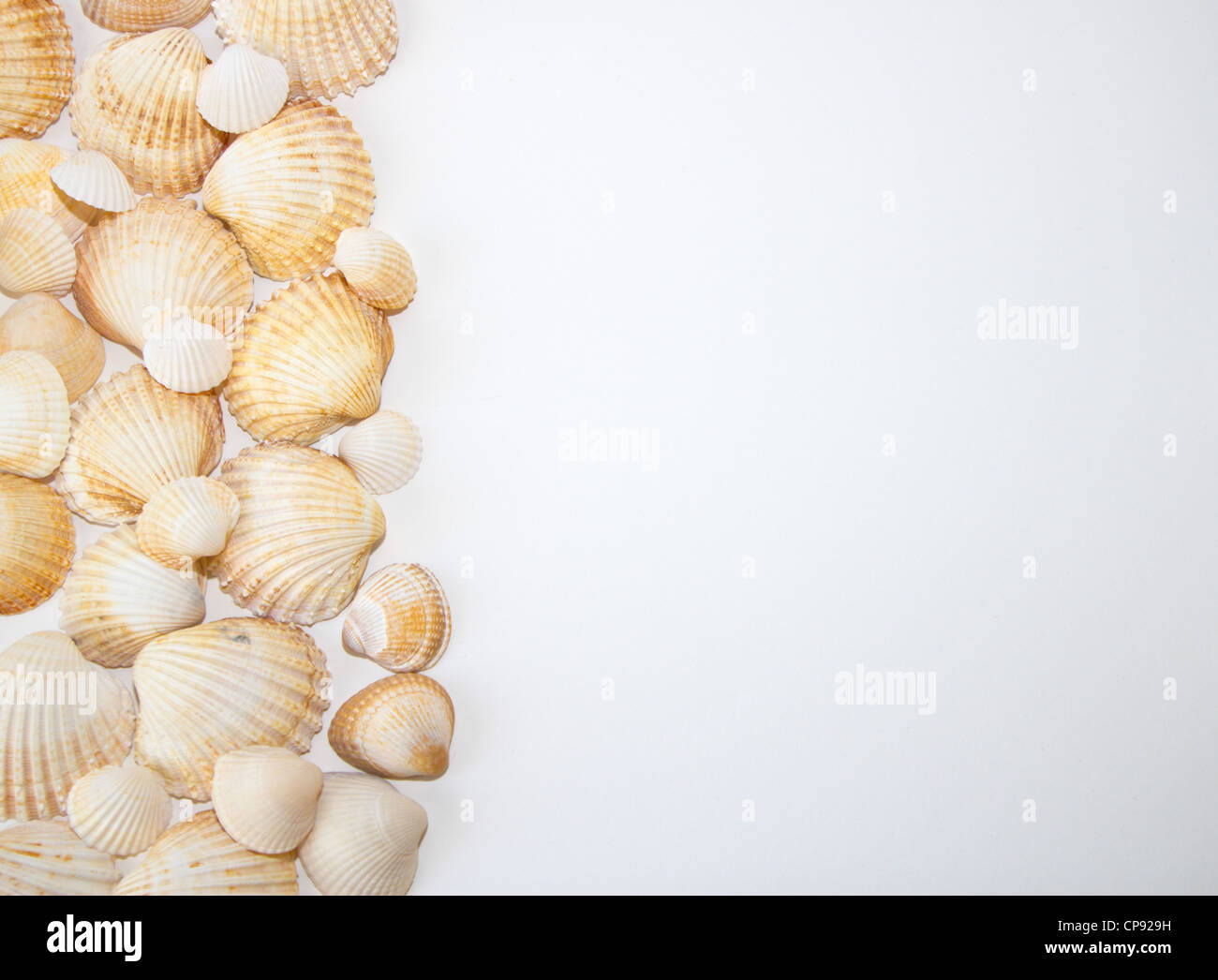Small clam shells hi-res stock photography and images - Alamy