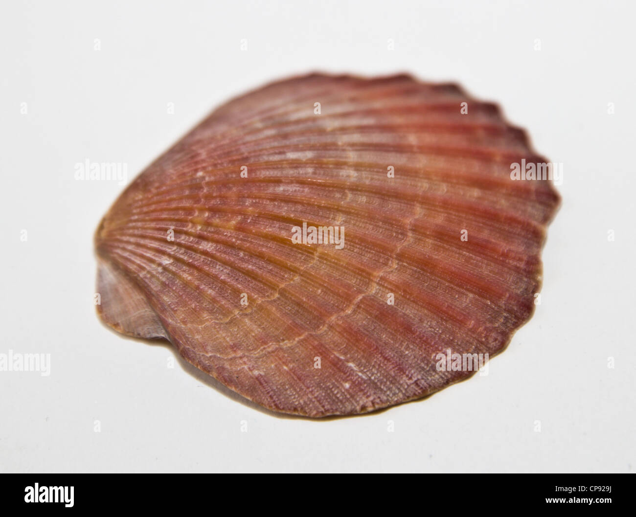 Clam shell picture hi-res stock photography and images - Alamy