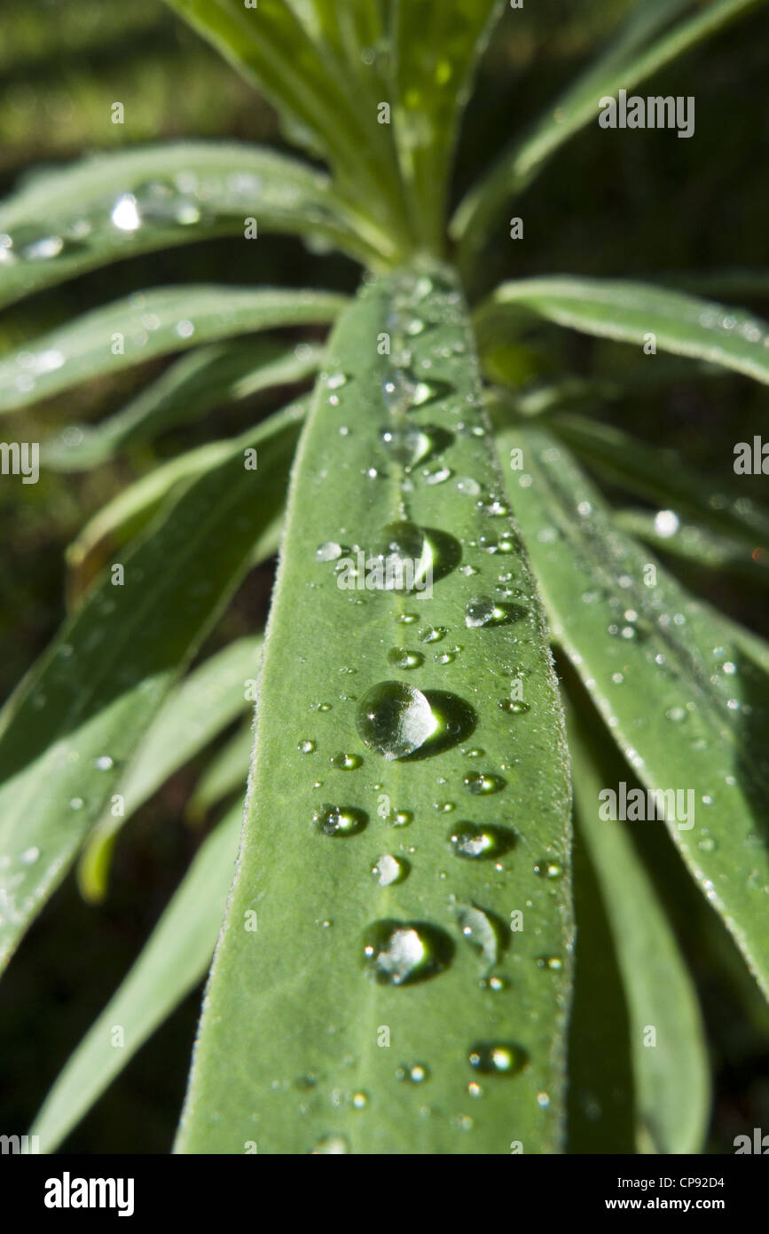 Leaf with water drops. Dew Stock Photo - Alamy