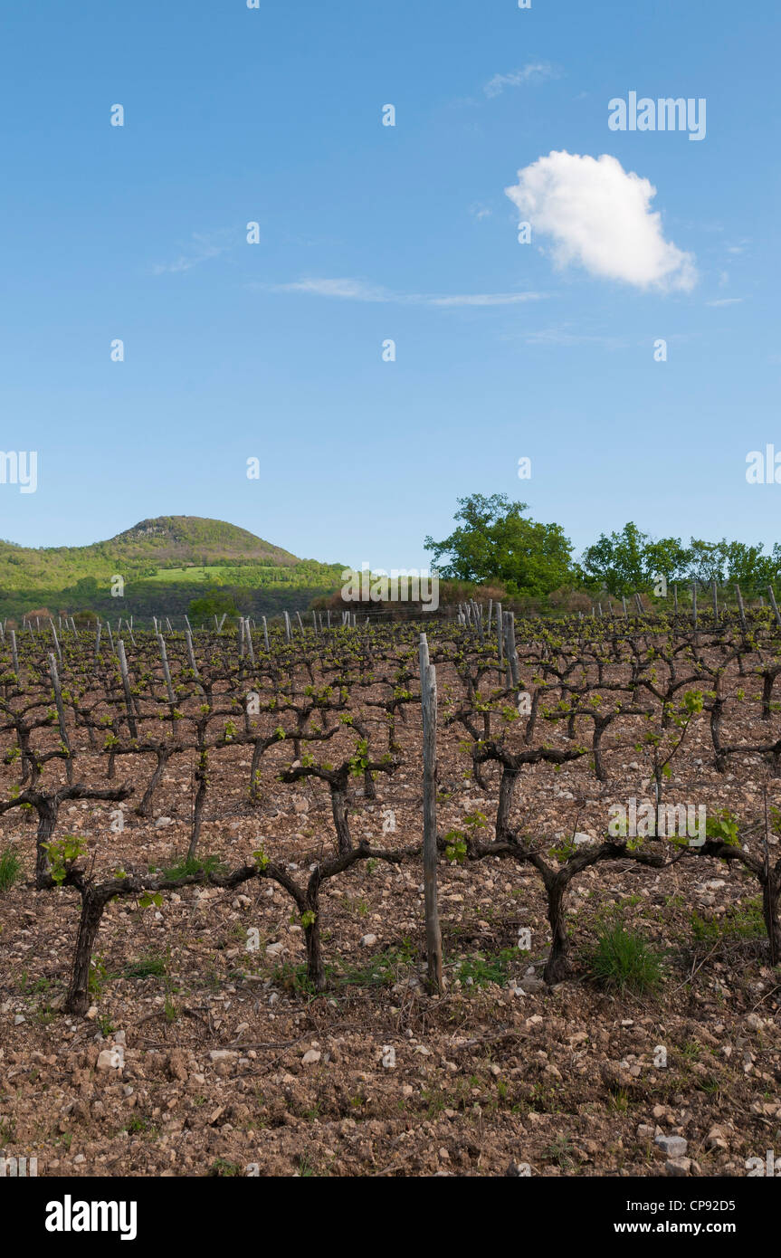 une vigne vineyard Stock Photo - Alamy