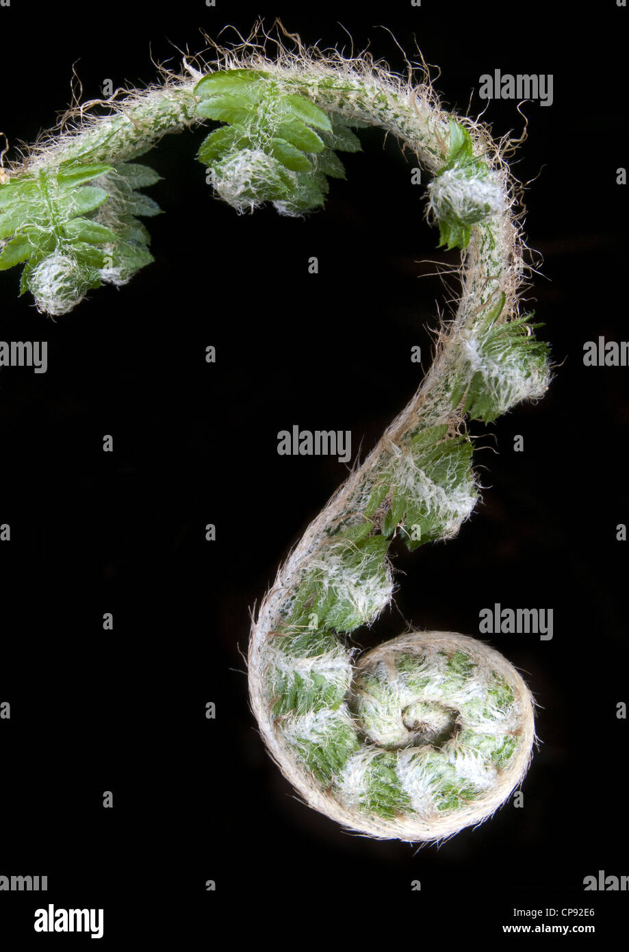 Sinuous leaf hi-res stock photography and images - Alamy