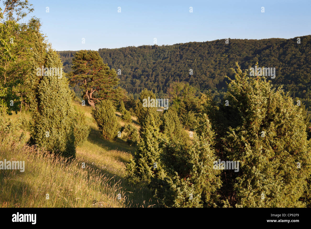 Germany, Bavaria, View of Juniper shrubs Stock Photo - Alamy