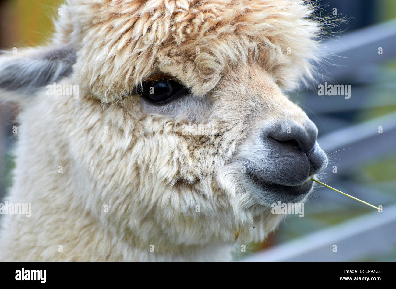 Head of an alpaca chewing a straw Stock Photo - Alamy