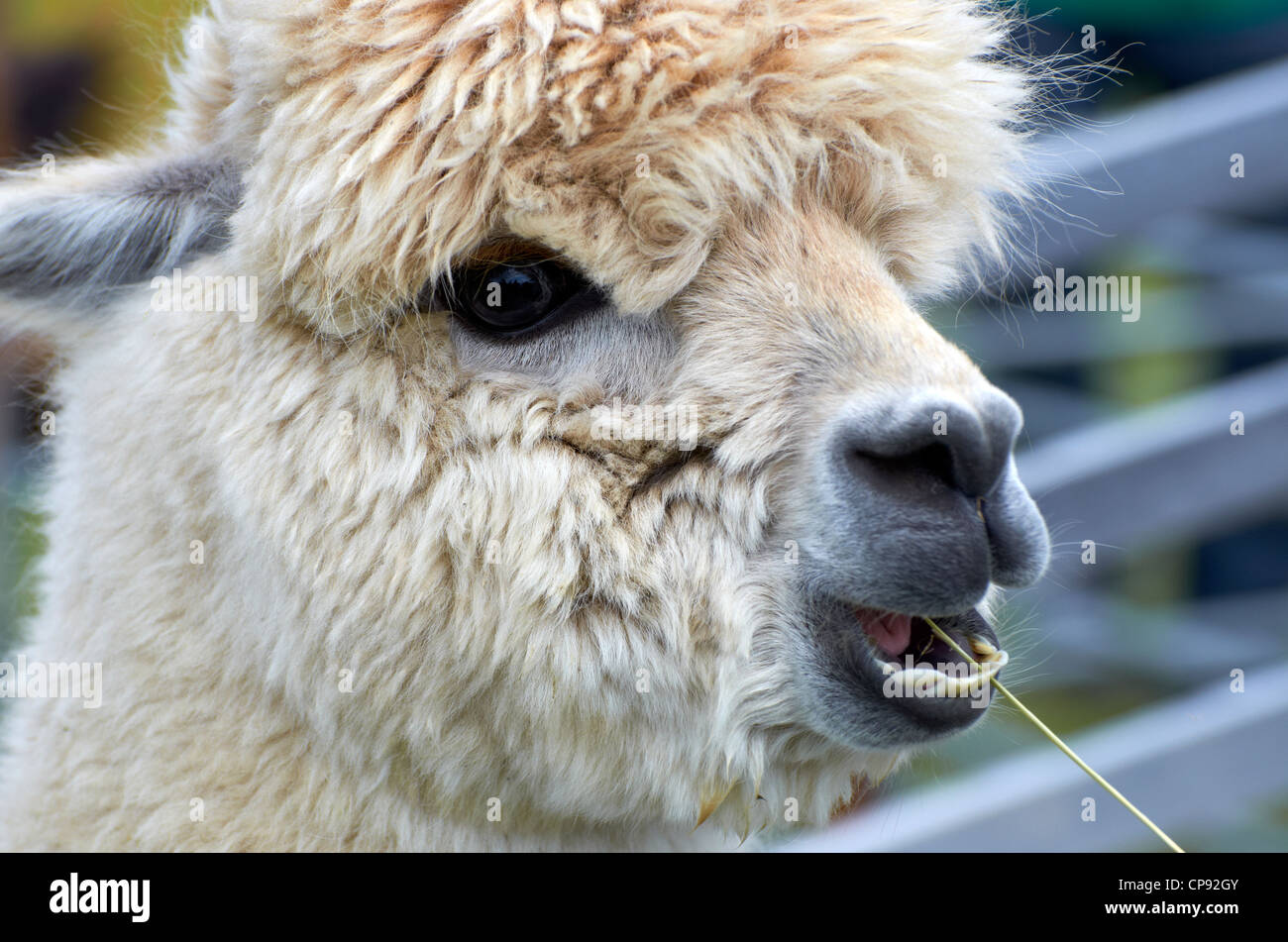 Talking alpaca hi-res stock photography and images - Alamy