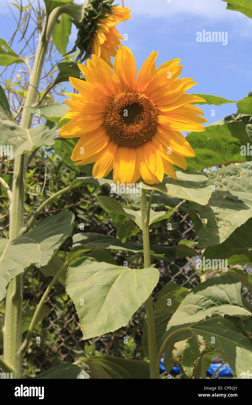 Big Bright Happy Sunflower Stock Photos & Big Bright Happy Sunflower ...