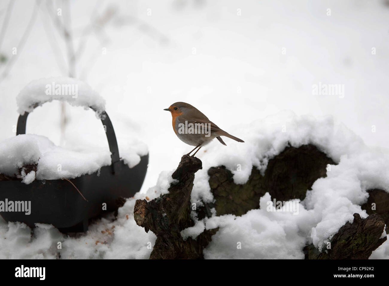 Robin in snow hi-res stock photography and images - Alamy