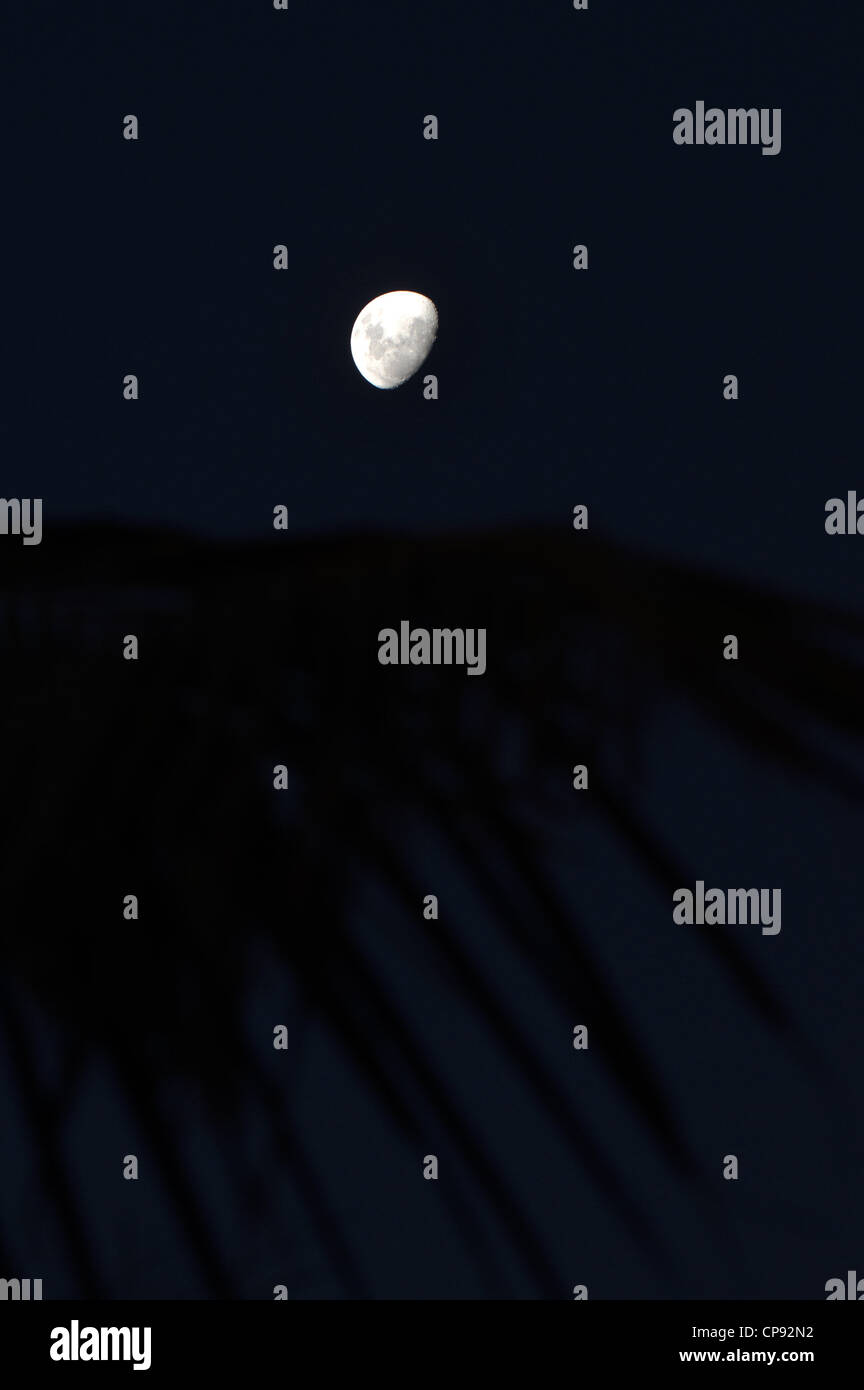 Tropical Moon Night High Resolution Stock Photography and Images - Alamy