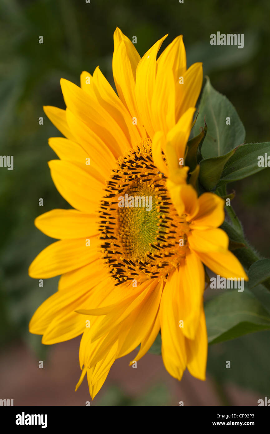 Sunflower - (Helianthus Annuus Stock Photo - Alamy