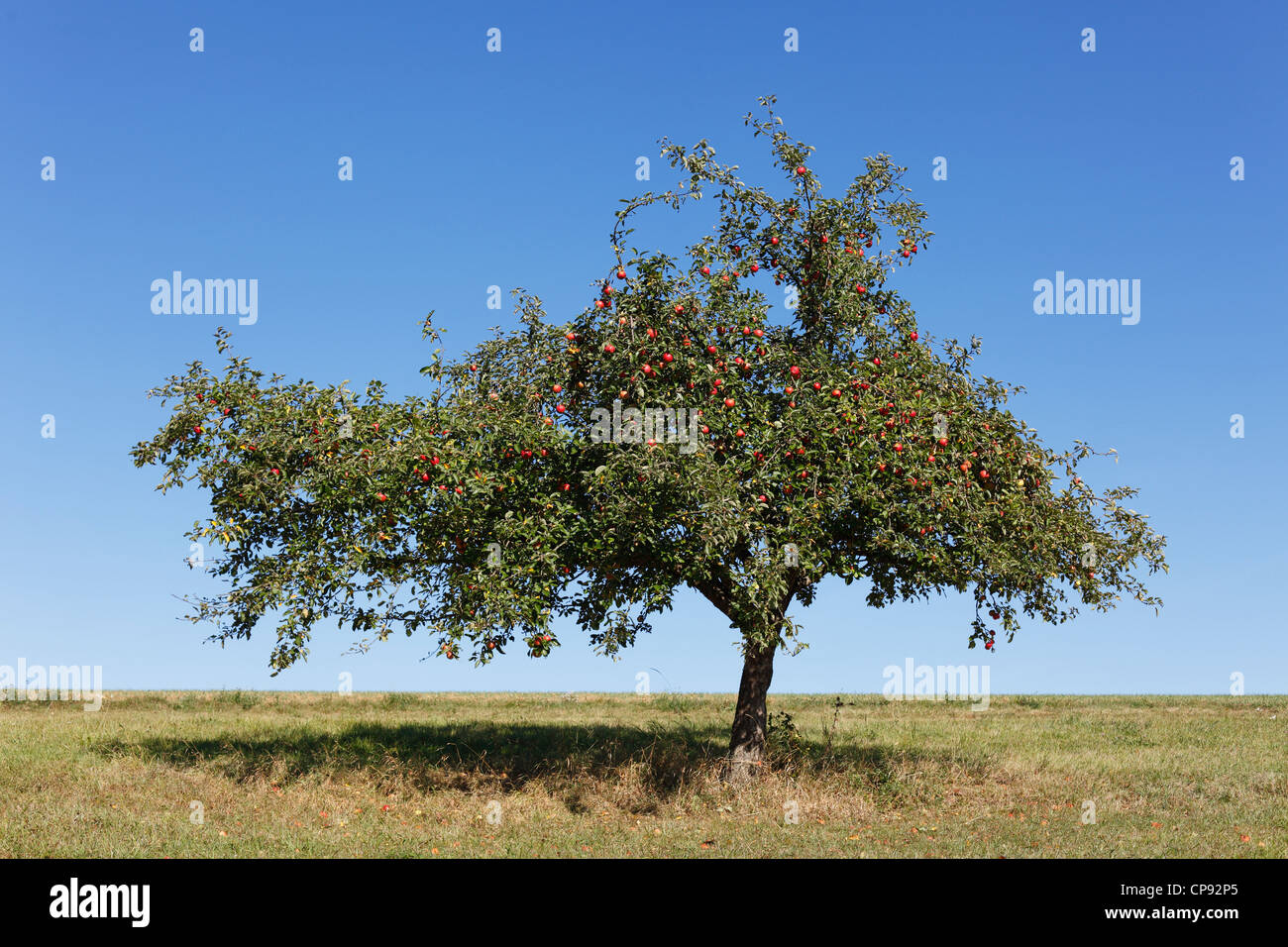Germany, Bavaria, View of apple tree Stock Photo - Alamy