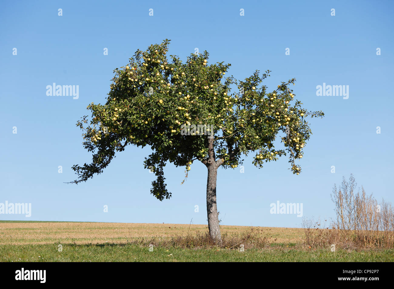 Germany, Bavaria, View of apple tree Stock Photo - Alamy