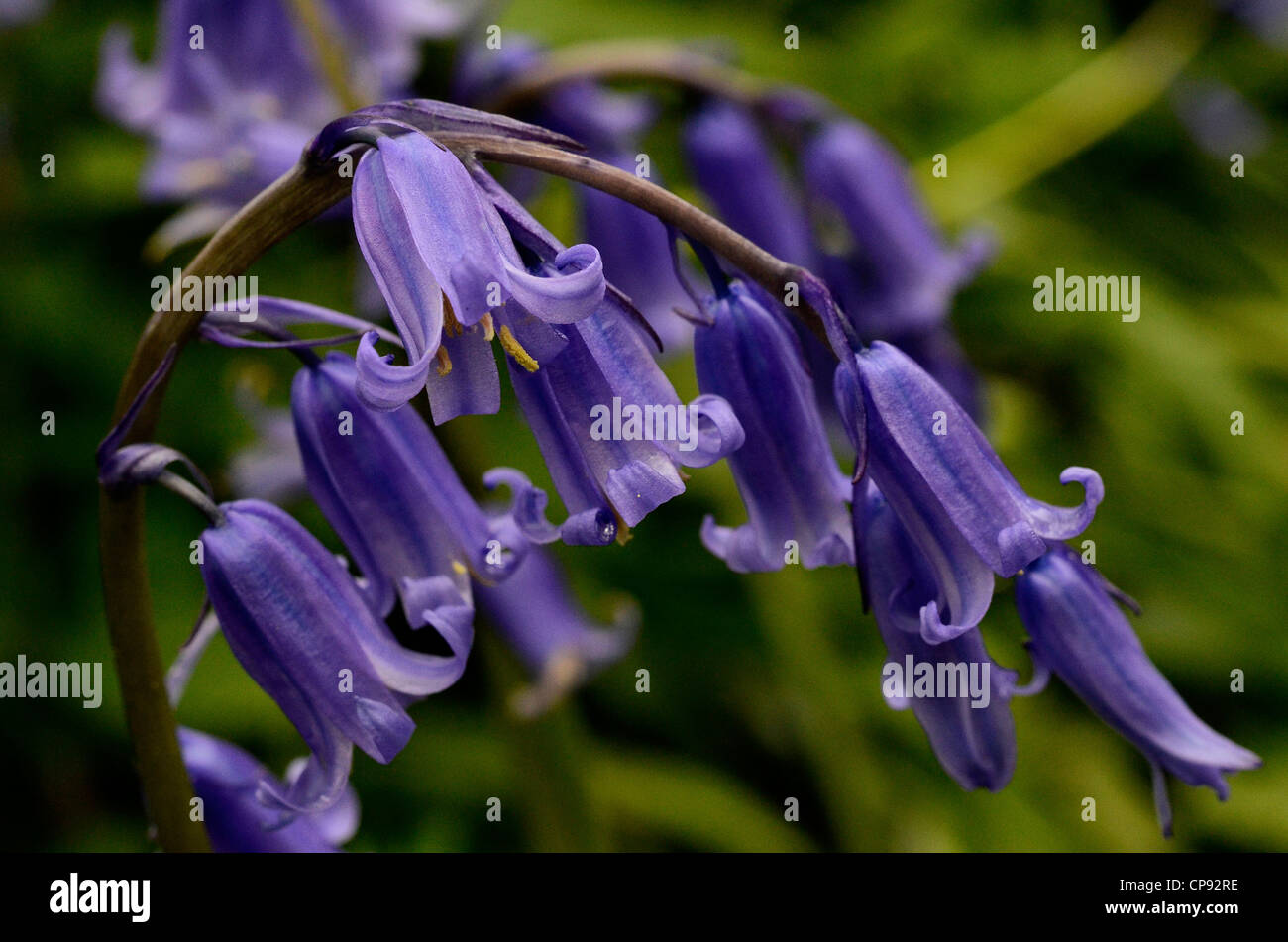 English Bluebell flowers - Close detail (shallow focus) Hyacinthoides ...