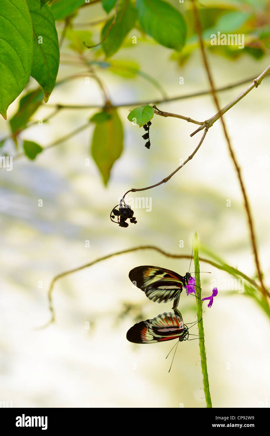 Insects animals butteflies piano key butterfly hi-res stock photography ...