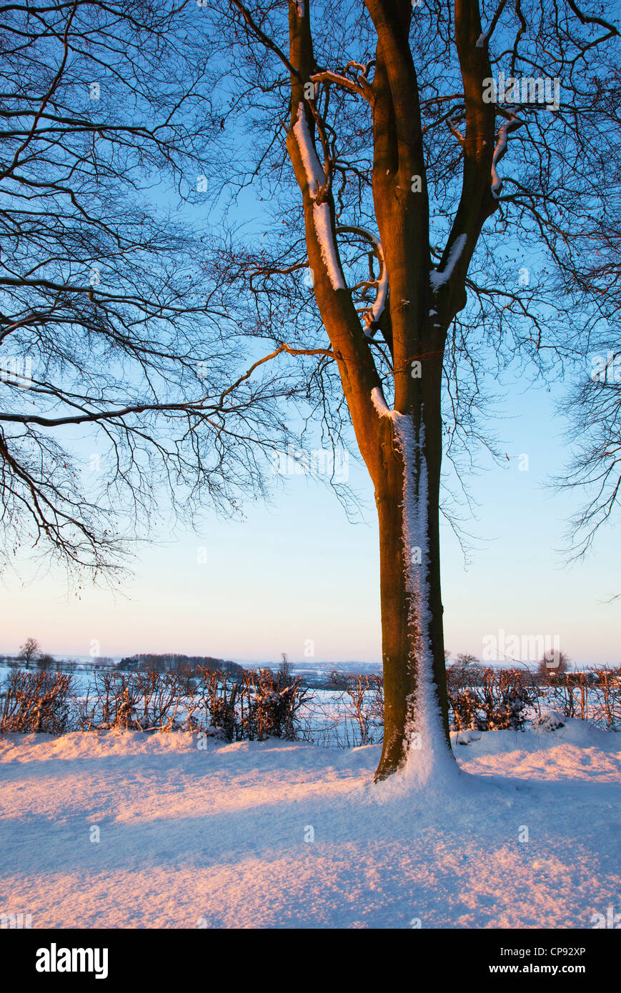 Tree with a snow drift on it's trunk, Northamptonshire, UK Stock Photo ...