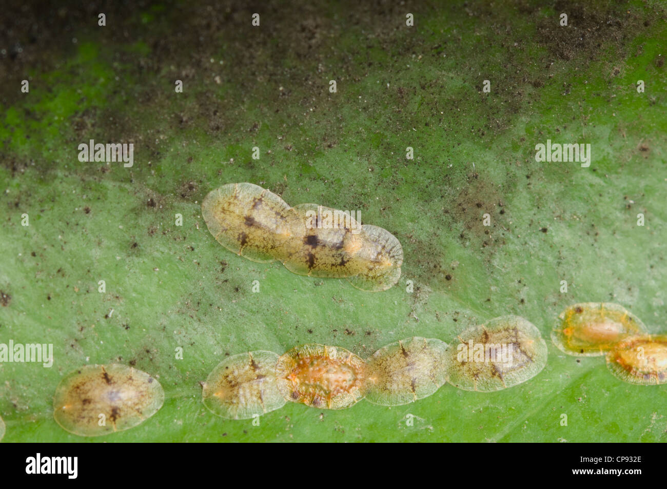 Soft brown scale on umbrella plant Stock Photo - Alamy