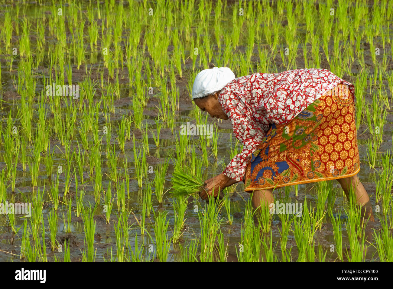 Planting rice seeds Stock Photo - Alamy