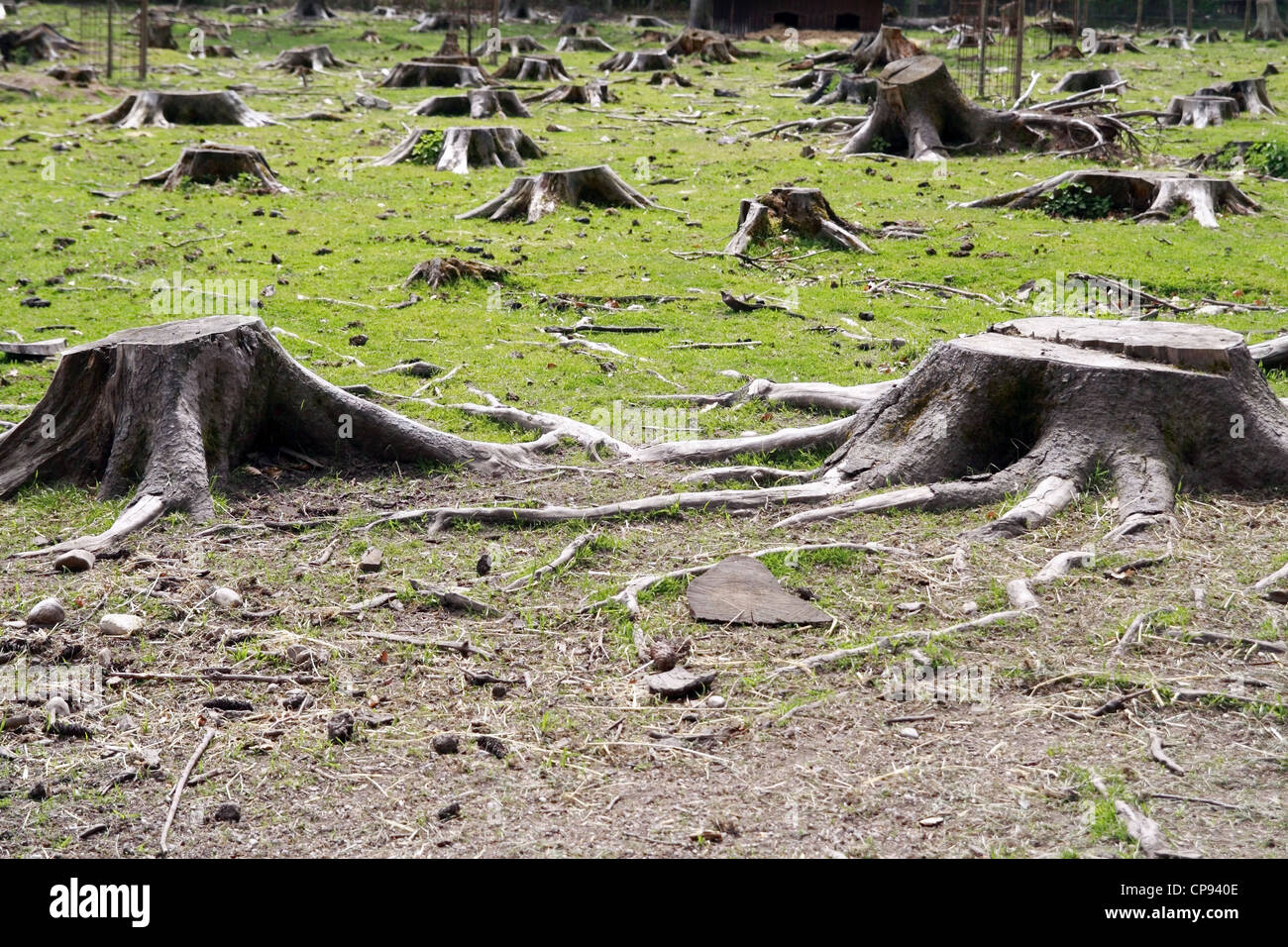 Deforestation and poaching hi-res stock photography and images - Alamy