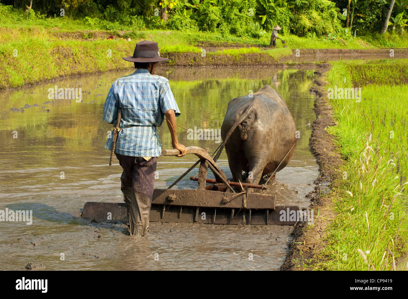 Seed plough hi-res stock photography and images - Alamy