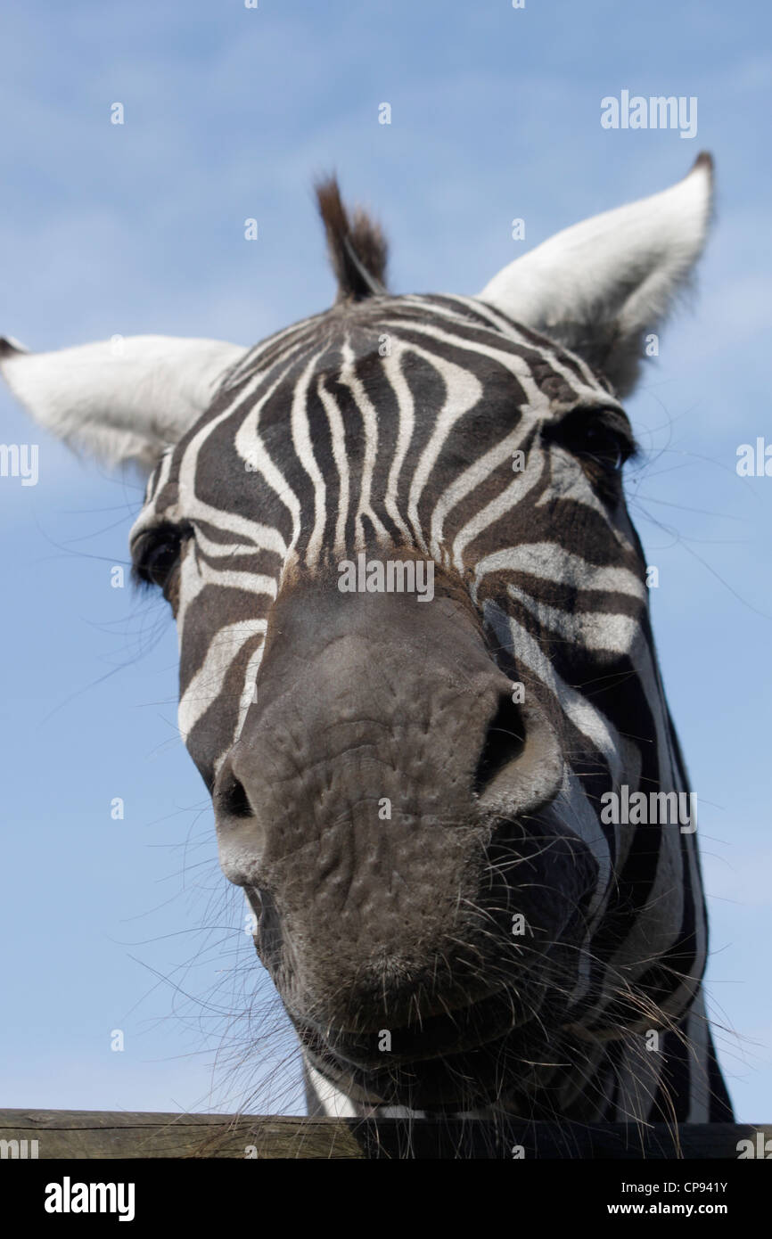 Close up of a Zebra Stock Photo - Alamy