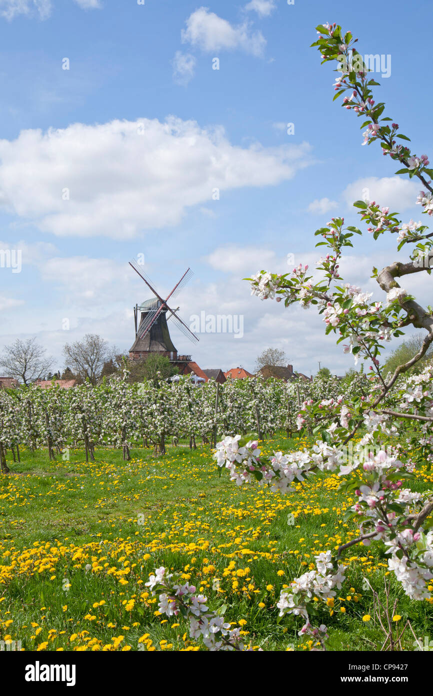 apple blossom, Borstel, Altes Land (Old Country) near Hamburg, Lower ...