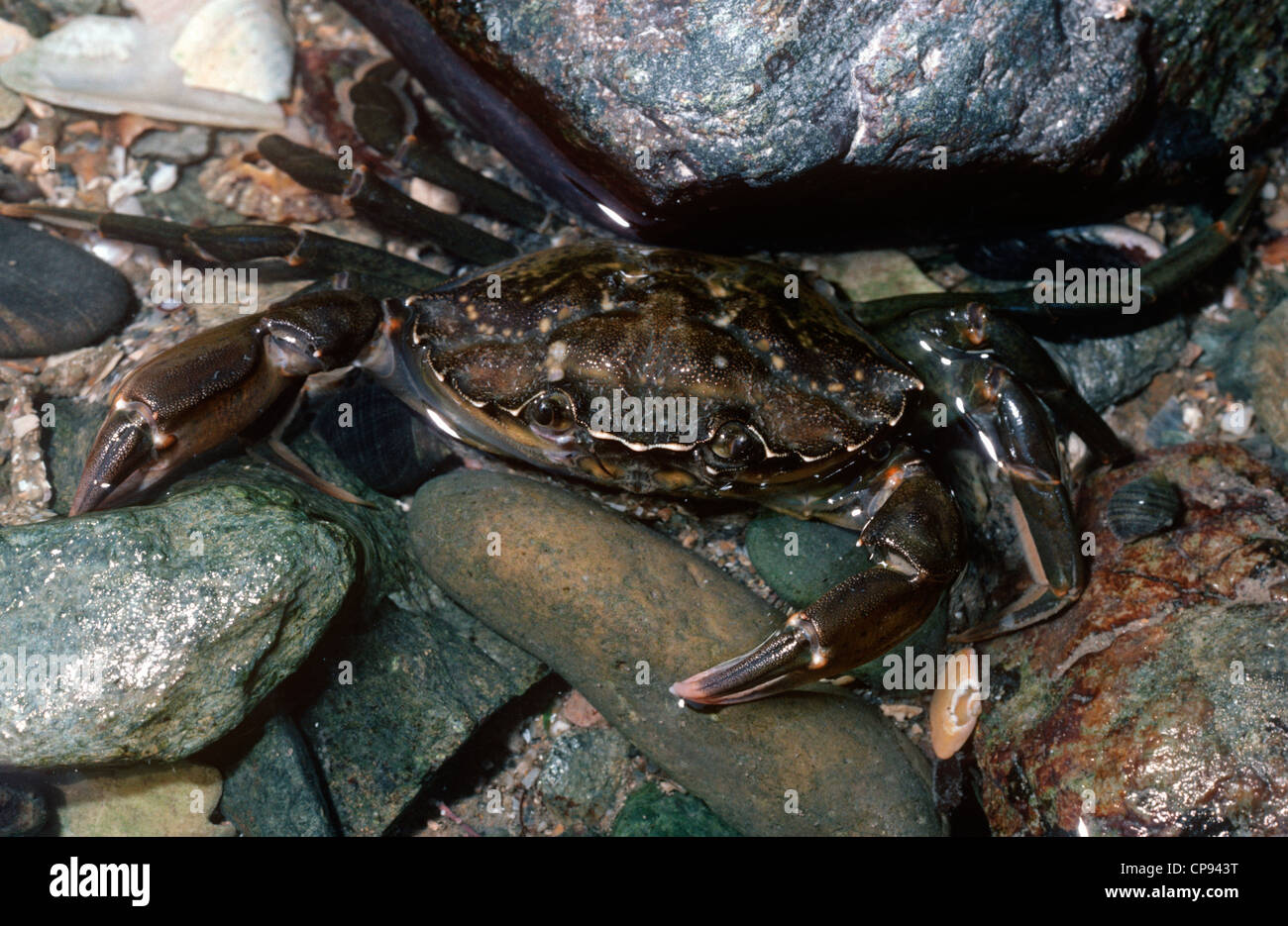 Green shore crab (Carcinus maenas: Portunidae) in a rockpool at low ...