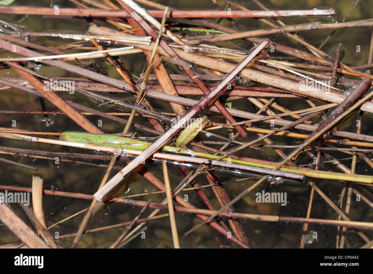 scenes of pollution in natural and disrespect to the ecology Stock ...