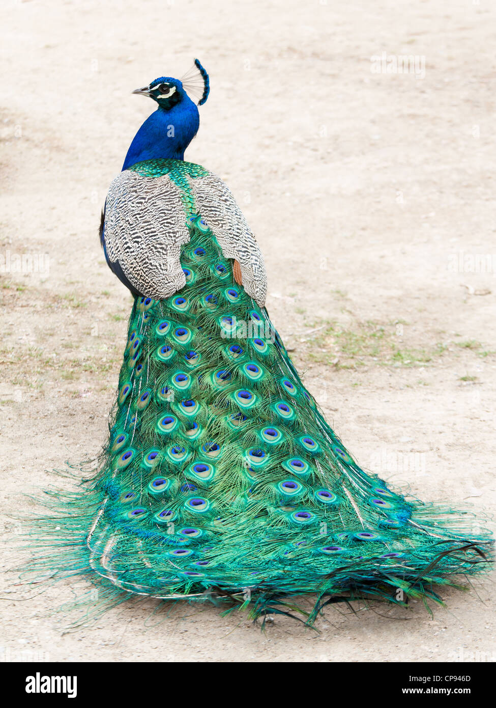 Peacock tail feathers hi-res stock photography and images - Alamy