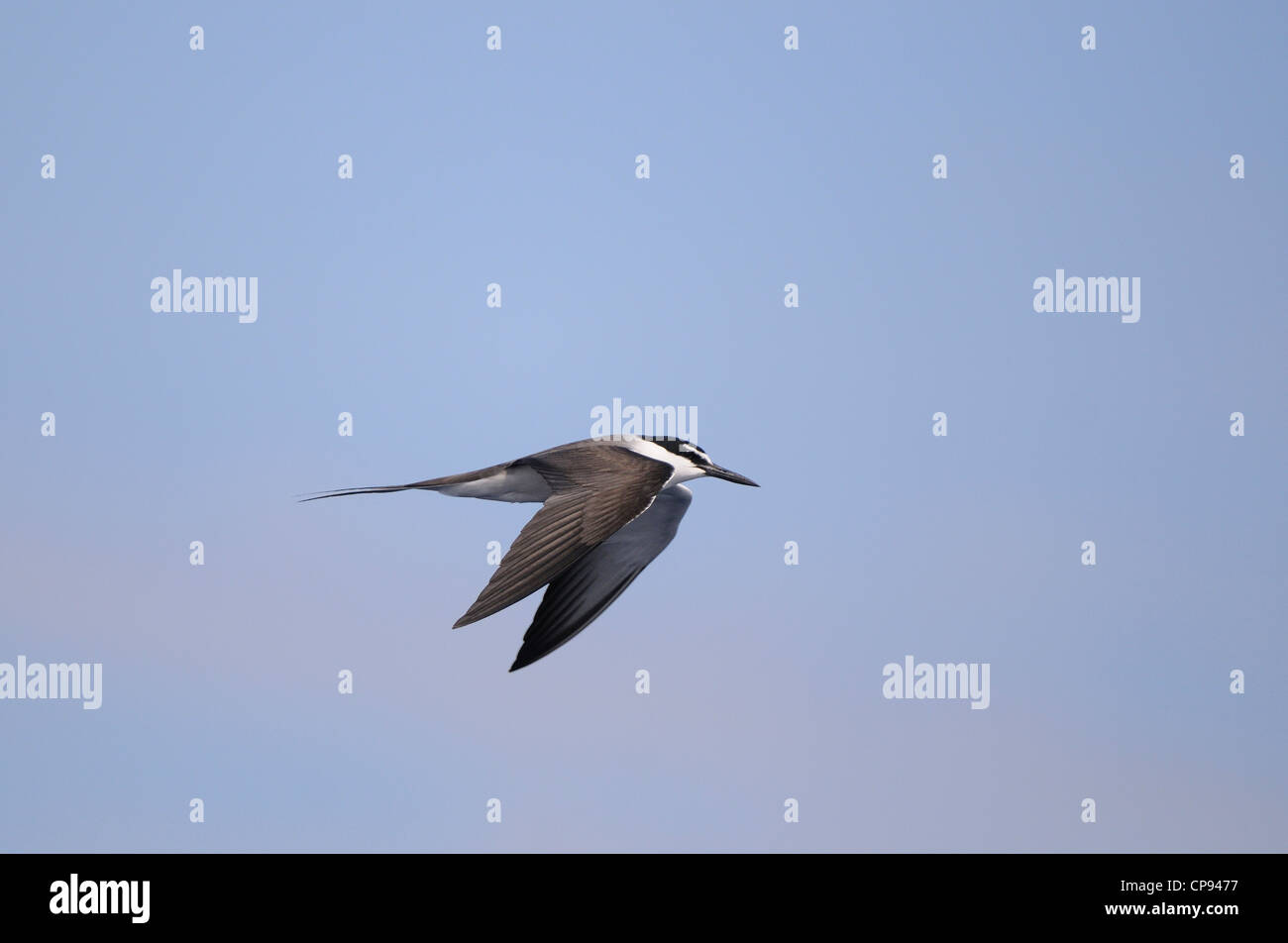 Bridled Tern (Onychoprion anaethetus) in flight, The Maldives Stock ...