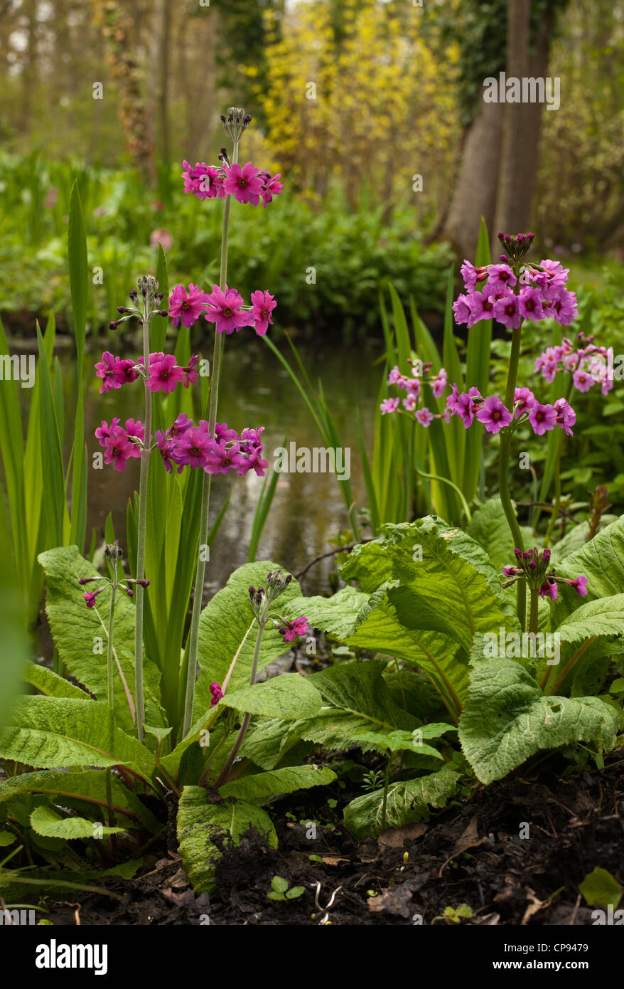 Candelabra Primula display in a Norfolk Woodland and Water Garden Stock ...