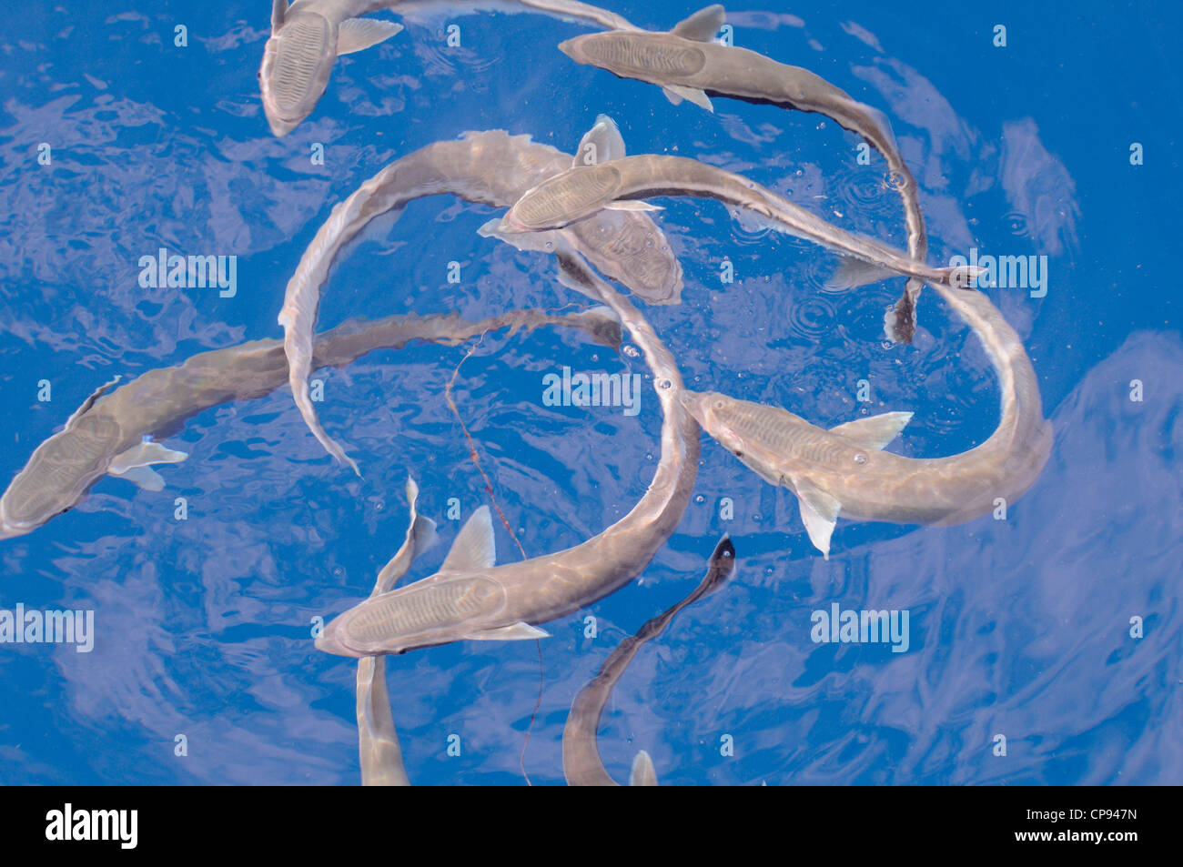 Common Remora (Remora remora) group feeding at water surface, The ...