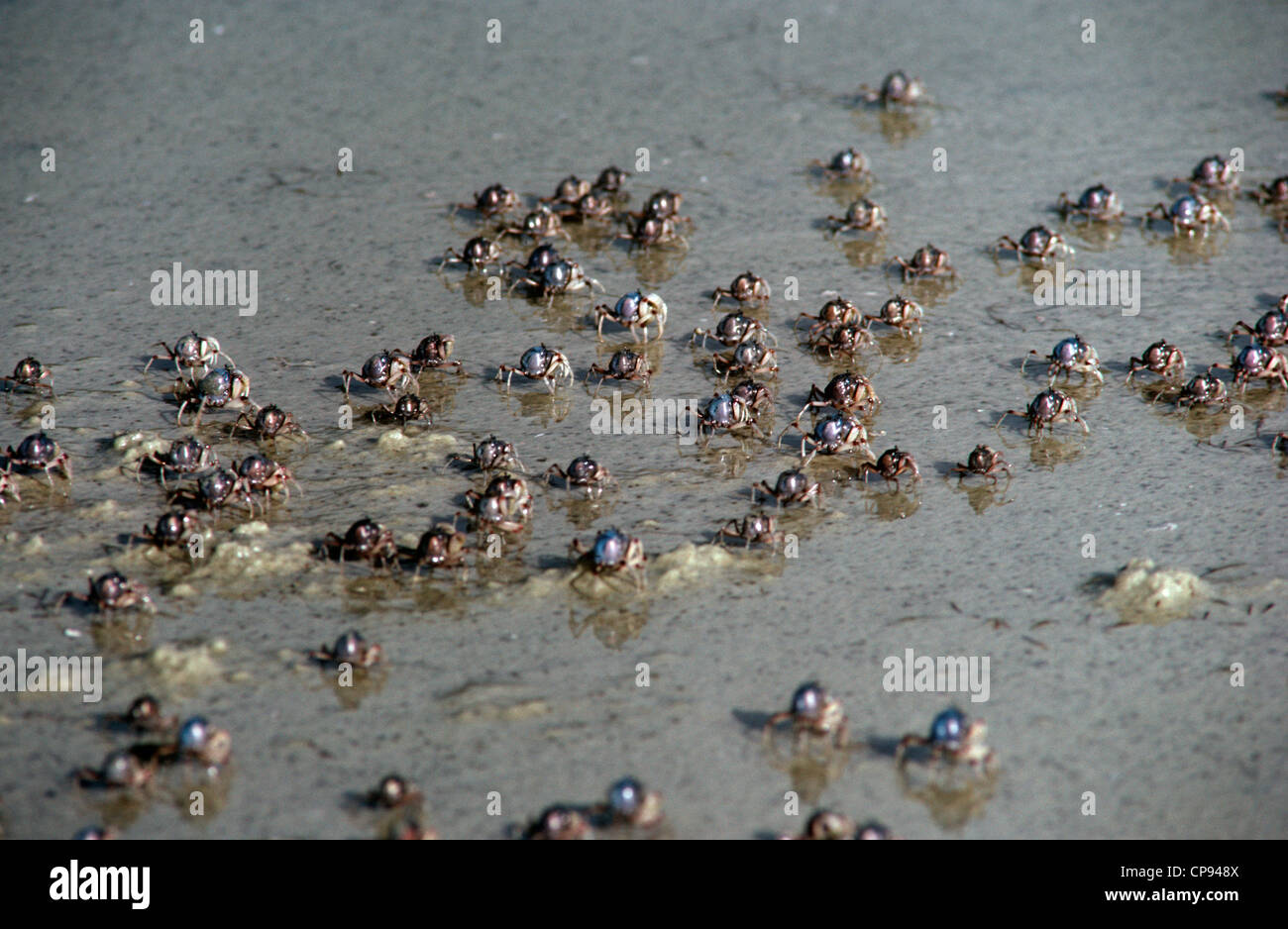 Light-blue soldier crabs (Mictyris longicarpus: Mictyridae) emerging to ...