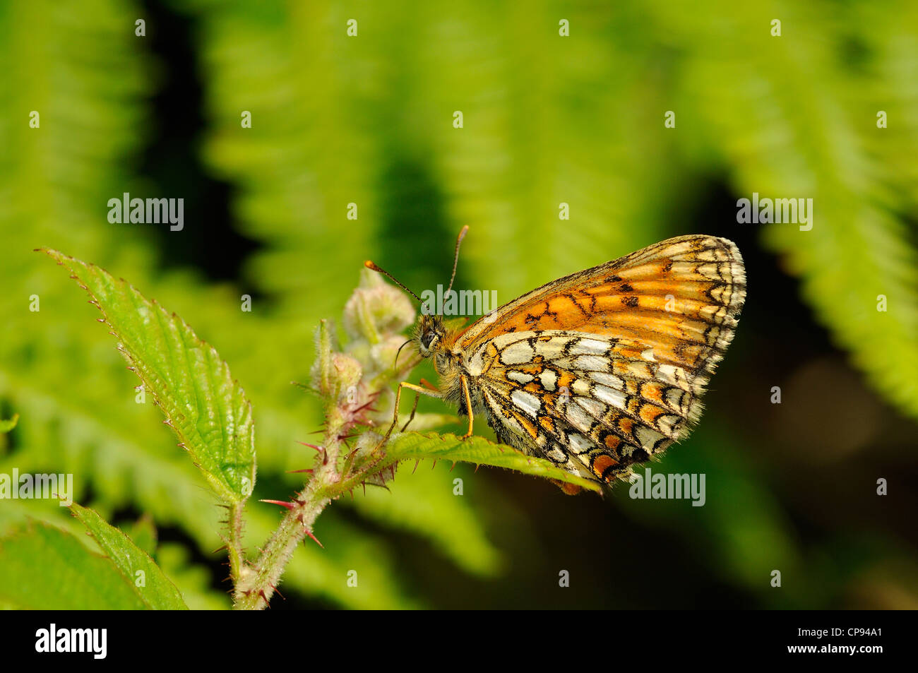 Heath Fritillary Butterfly (Mellicta athalia) at rest, Kent, UK Stock ...