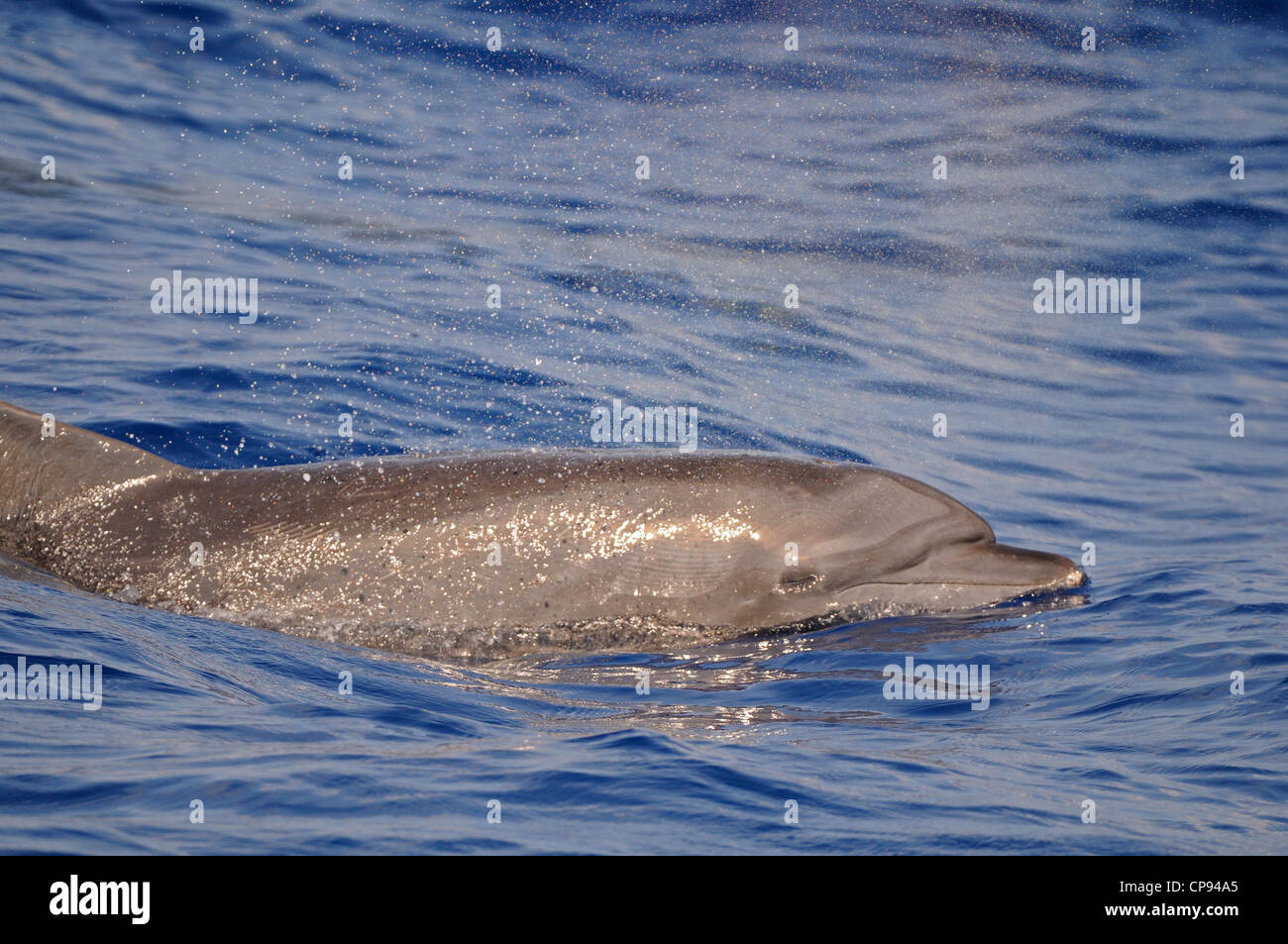 Indo pacific bottlenose dolphin hi-res stock photography and images - Alamy