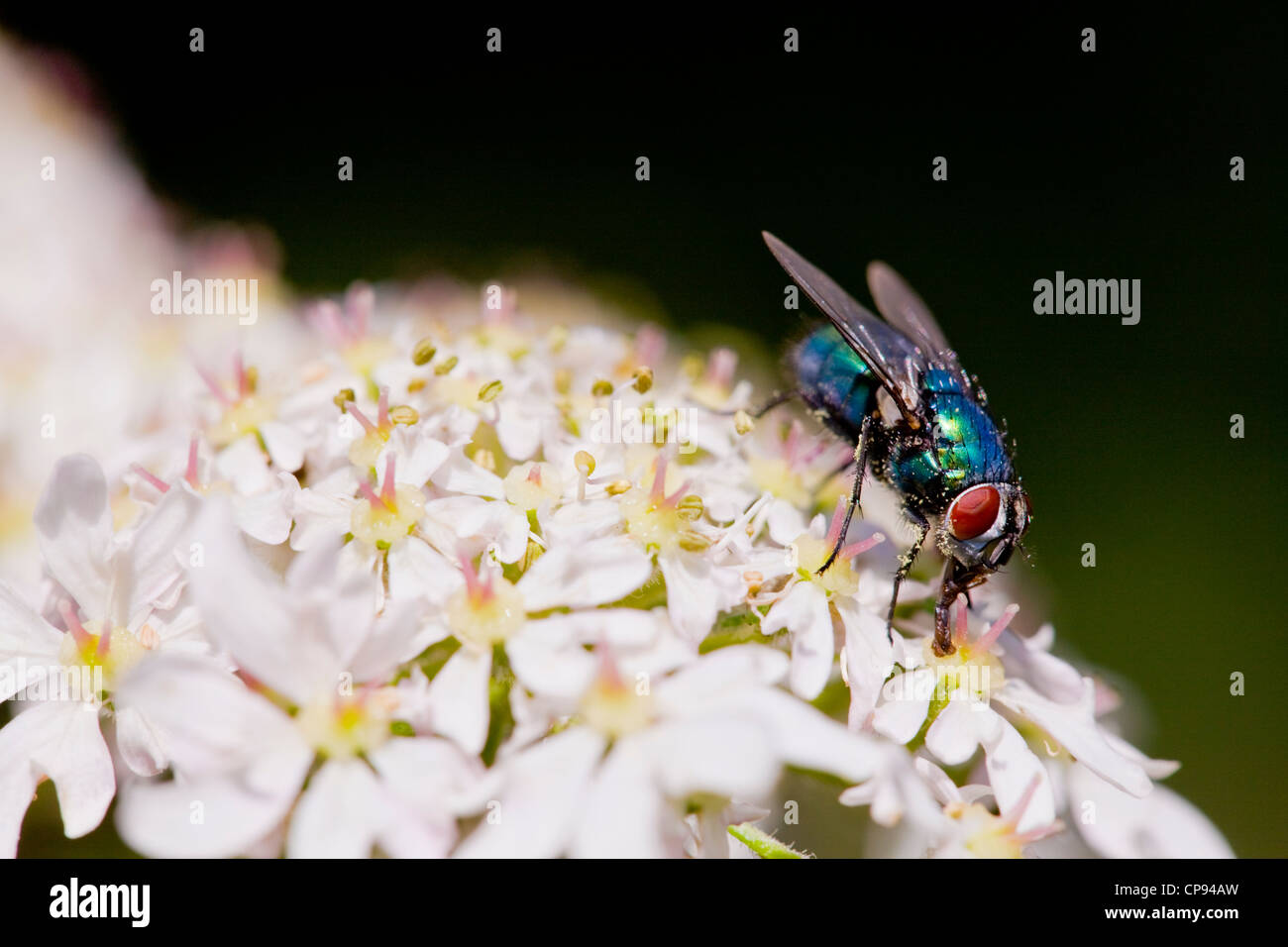 Lucilia Caesar Insect High Resolution Stock Photography and Images - Alamy