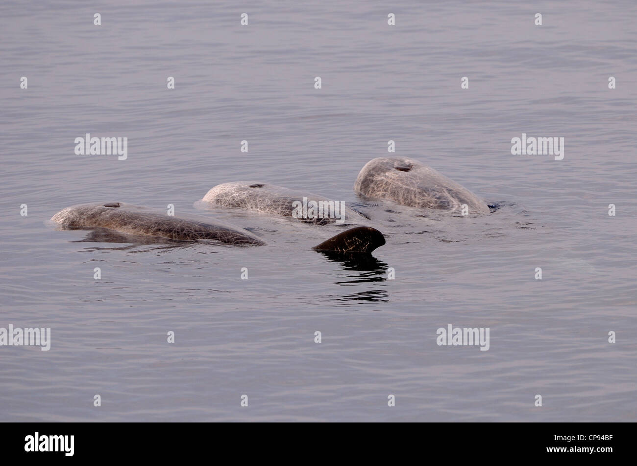 Risso's Dolphin (Grampus griseus) three resting or logging at surface ...