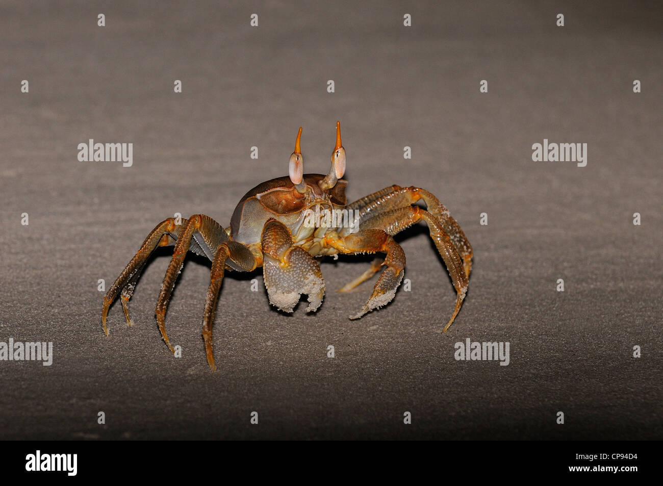 Ghost crab ghost crab horn eyed hi-res stock photography and images - Alamy