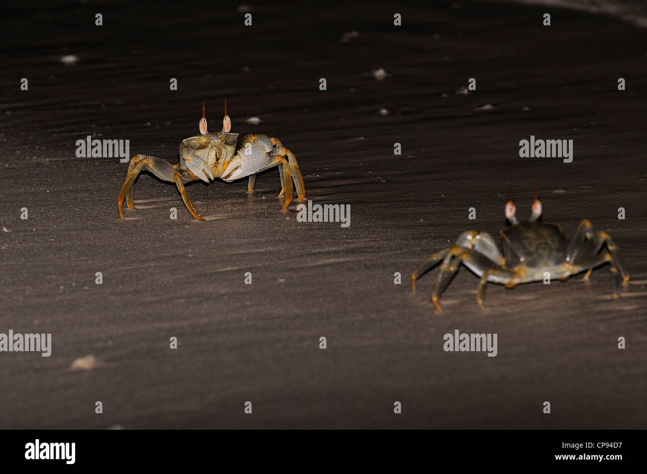 Horned ghost crab on beach hi-res stock photography and images - Alamy