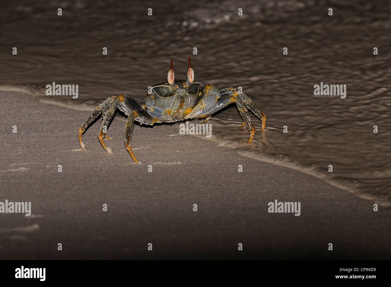 Horned or Horn-eyed Ghost Crab (Ocypode ceratophthalmus) on the beach ...