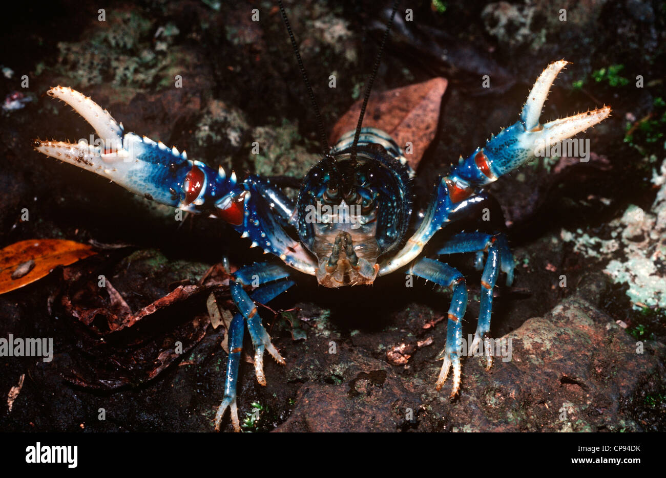 Yabby Stock Photos & Yabby Stock Images - Alamy