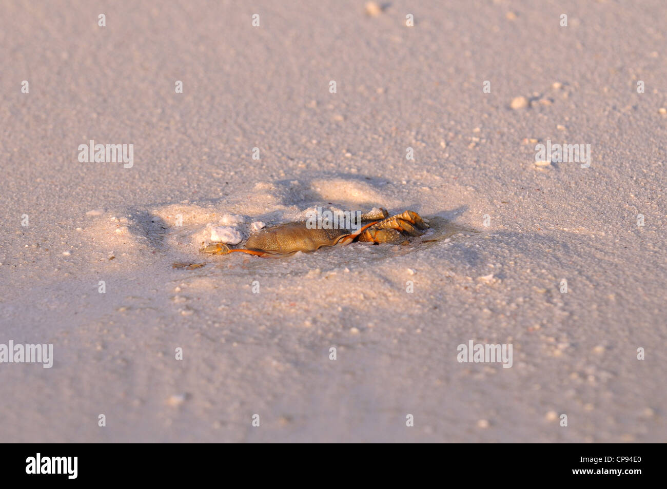 Horned or Horn-eyed Ghost Crab (Ocypode ceratophthalmus) burrowing into ...