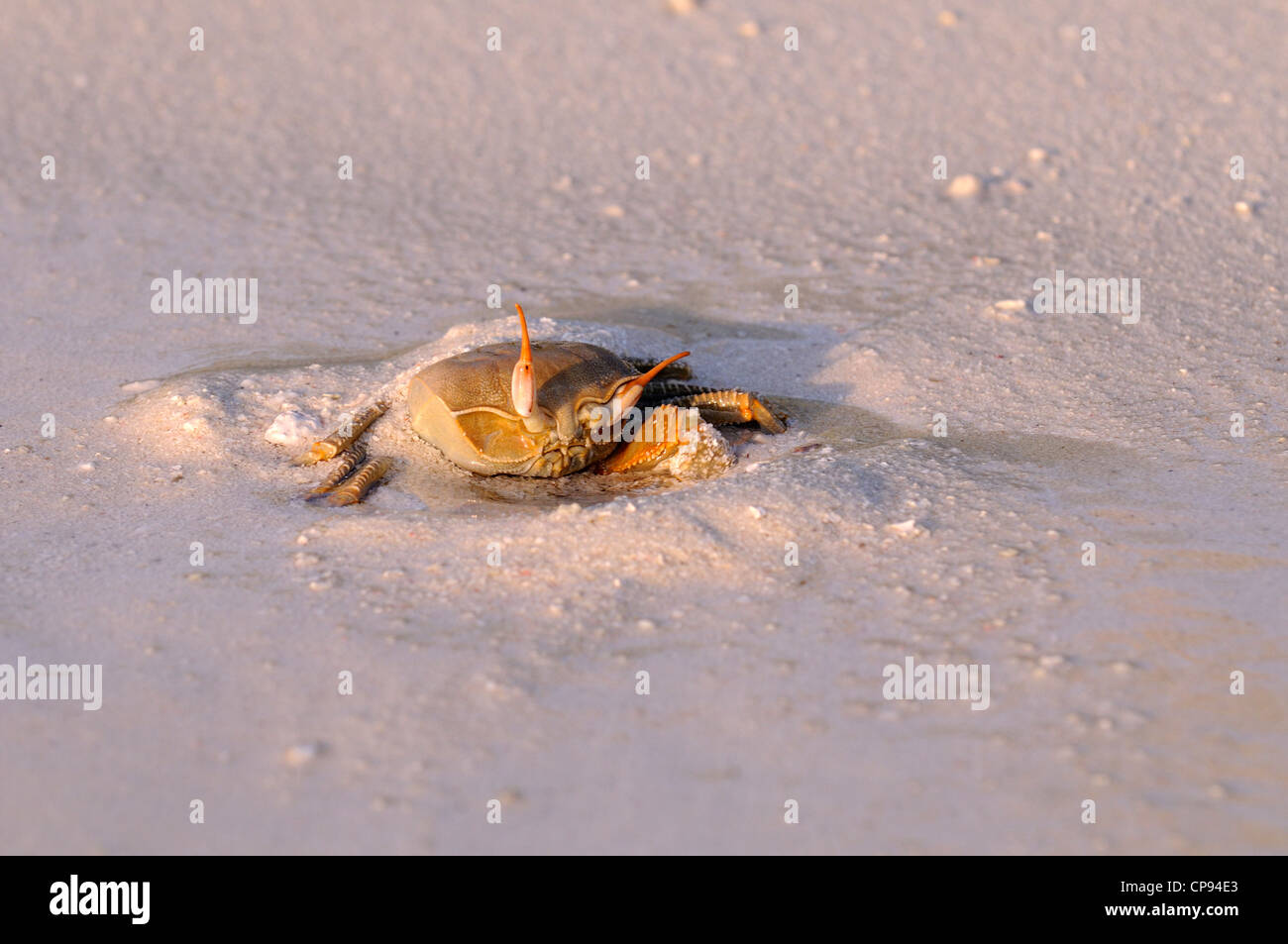 Horned or Horn-eyed Ghost Crab (Ocypode ceratophthalmus) burrowing into ...