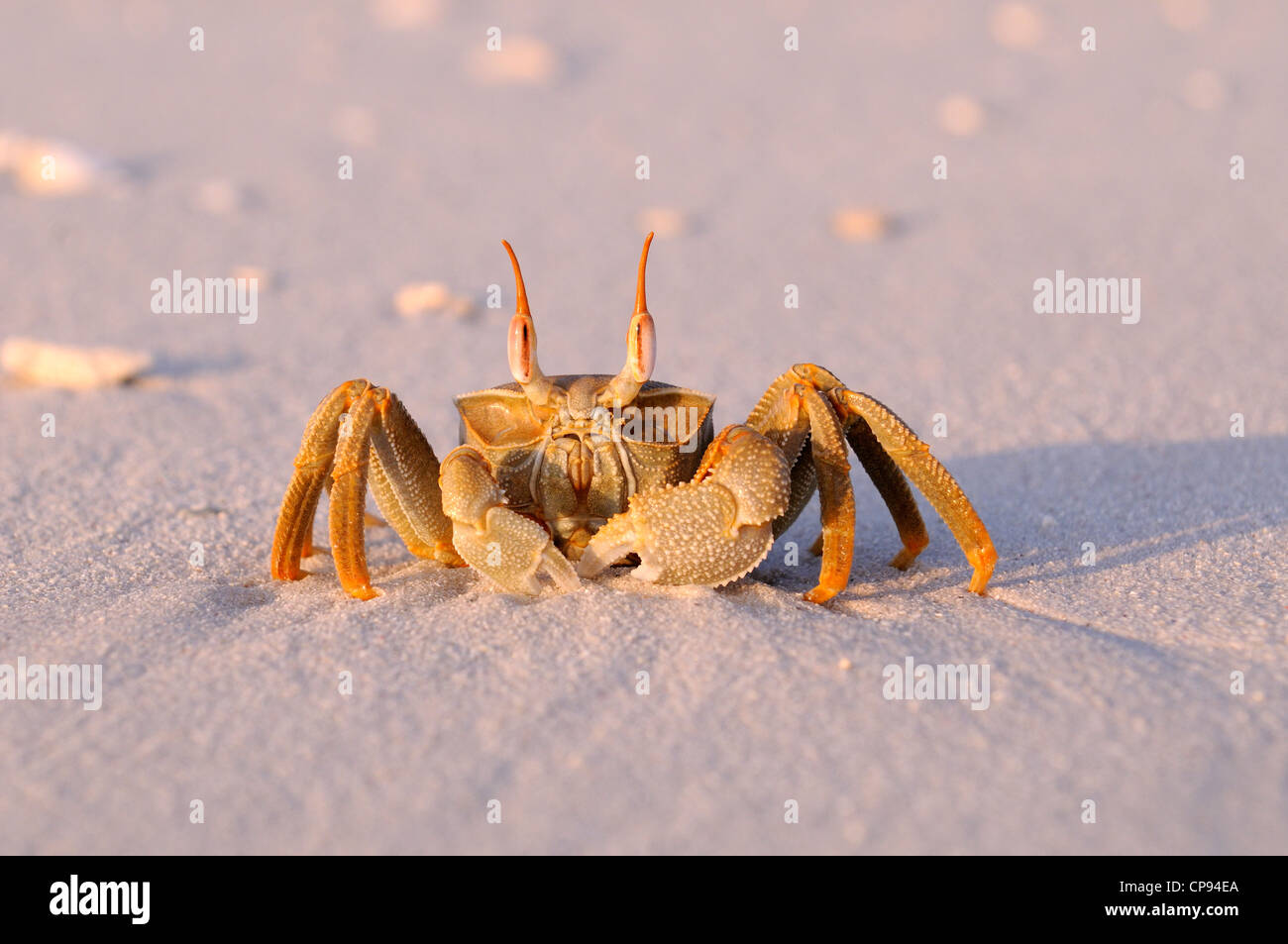 Horned or Horn-eyed Ghost Crab (Ocypode ceratophthalmus) on sandy beach ...