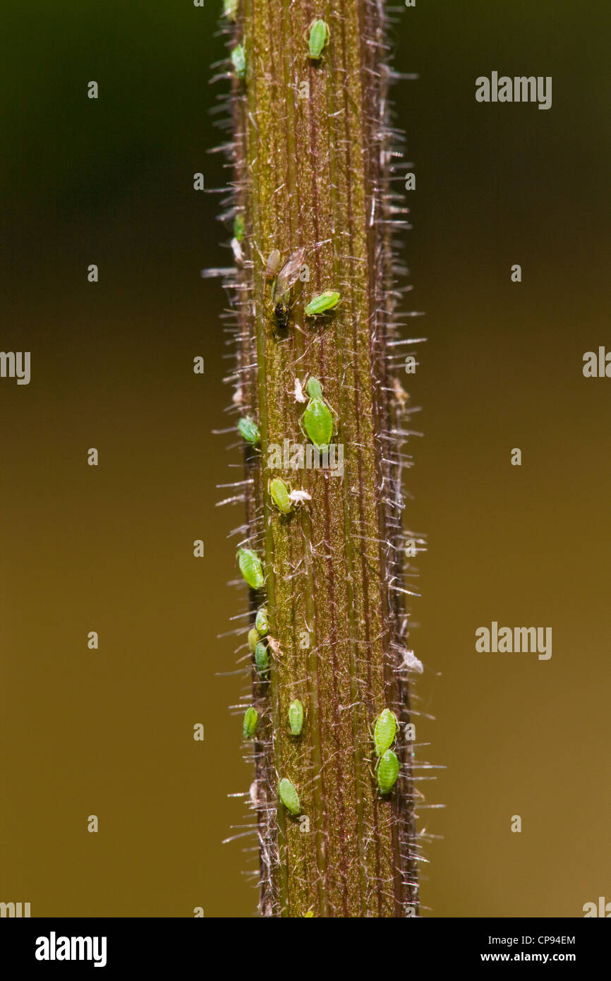 Rose Aphids also known as plant lice, greenflies, blackflies or ...