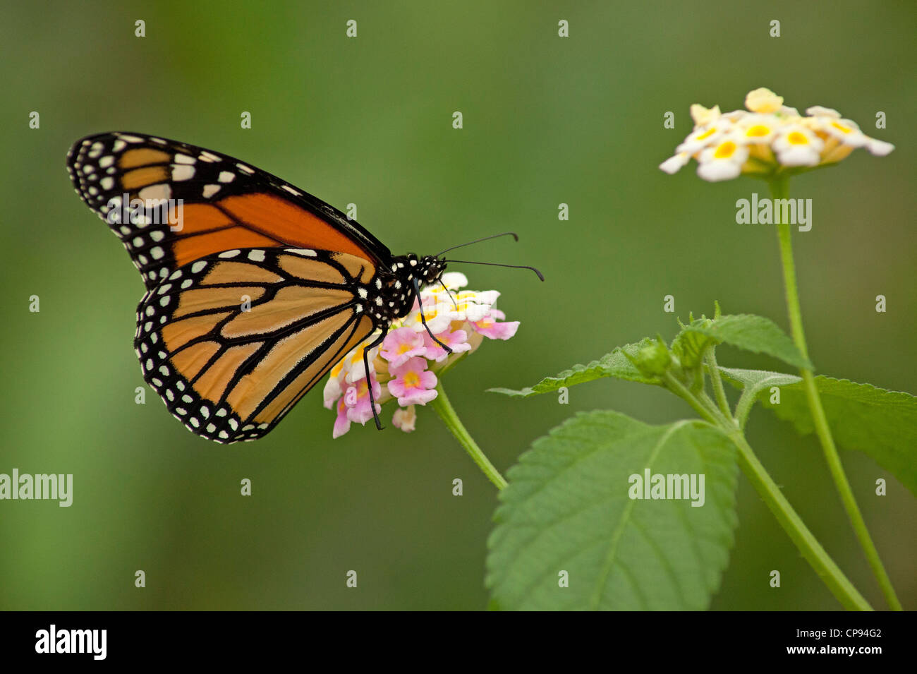 Monarchfalter hi-res stock photography and images - Alamy