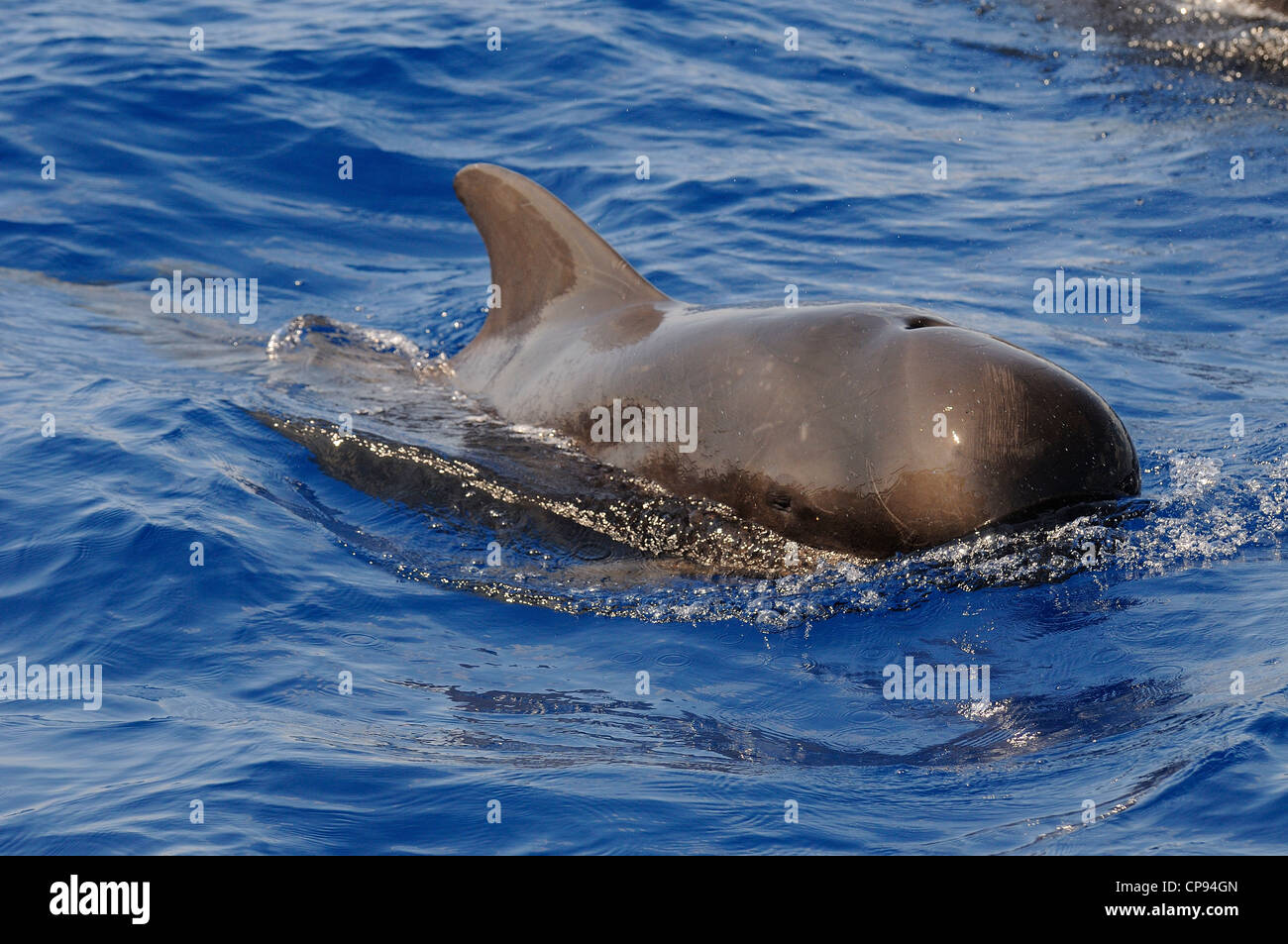 Short-finned Pilot Whale (Globicephala macrorhynchus) male surfacing ...