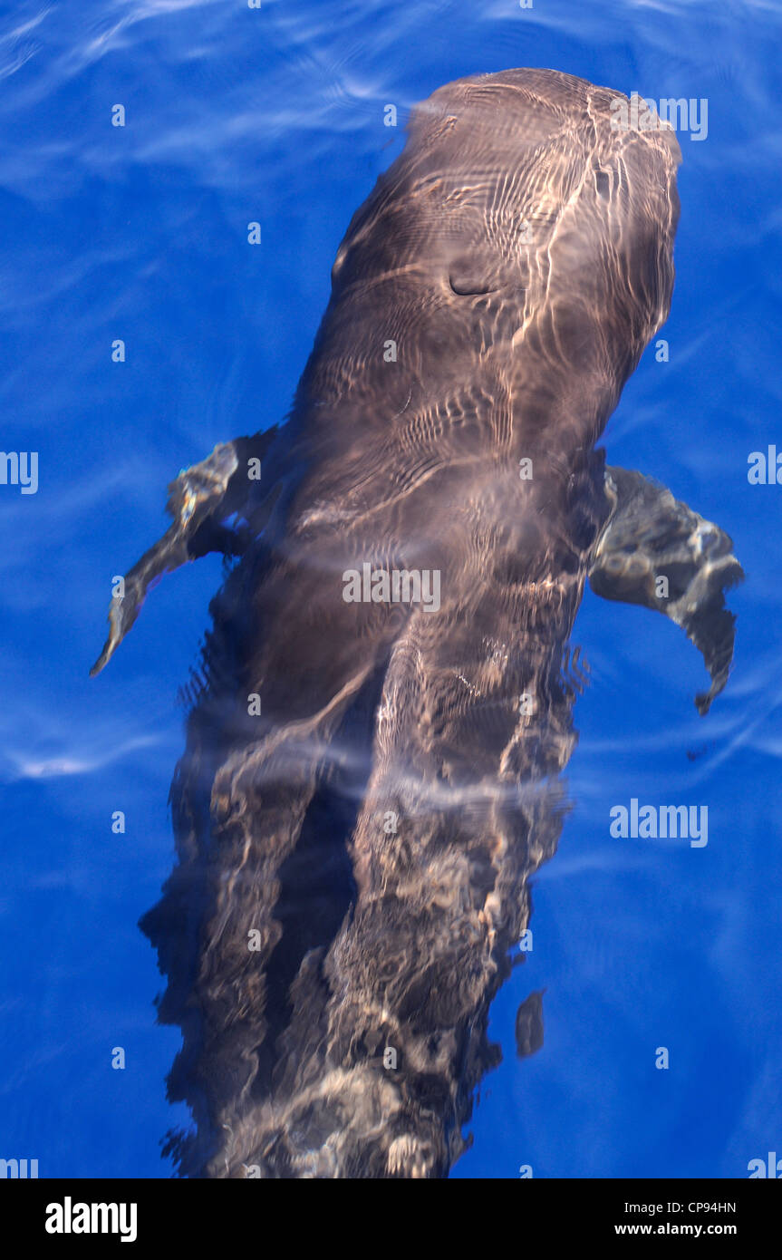 Whale from above hi-res stock photography and images - Alamy