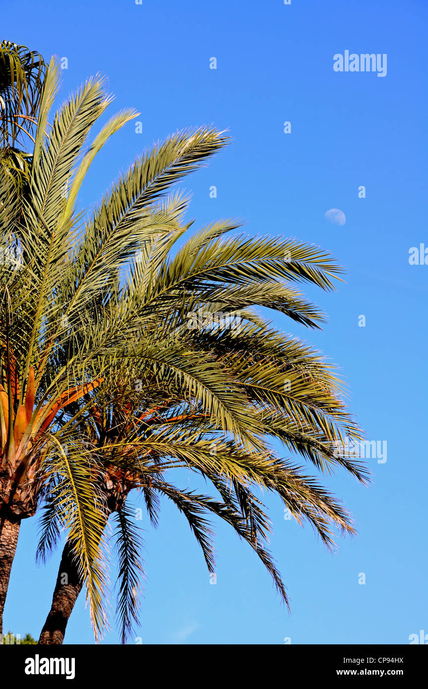 Spanish date palm tree hi-res stock photography and images - Alamy