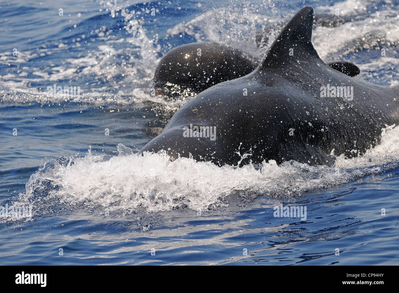 Shoprt finned hi-res stock photography and images - Alamy
