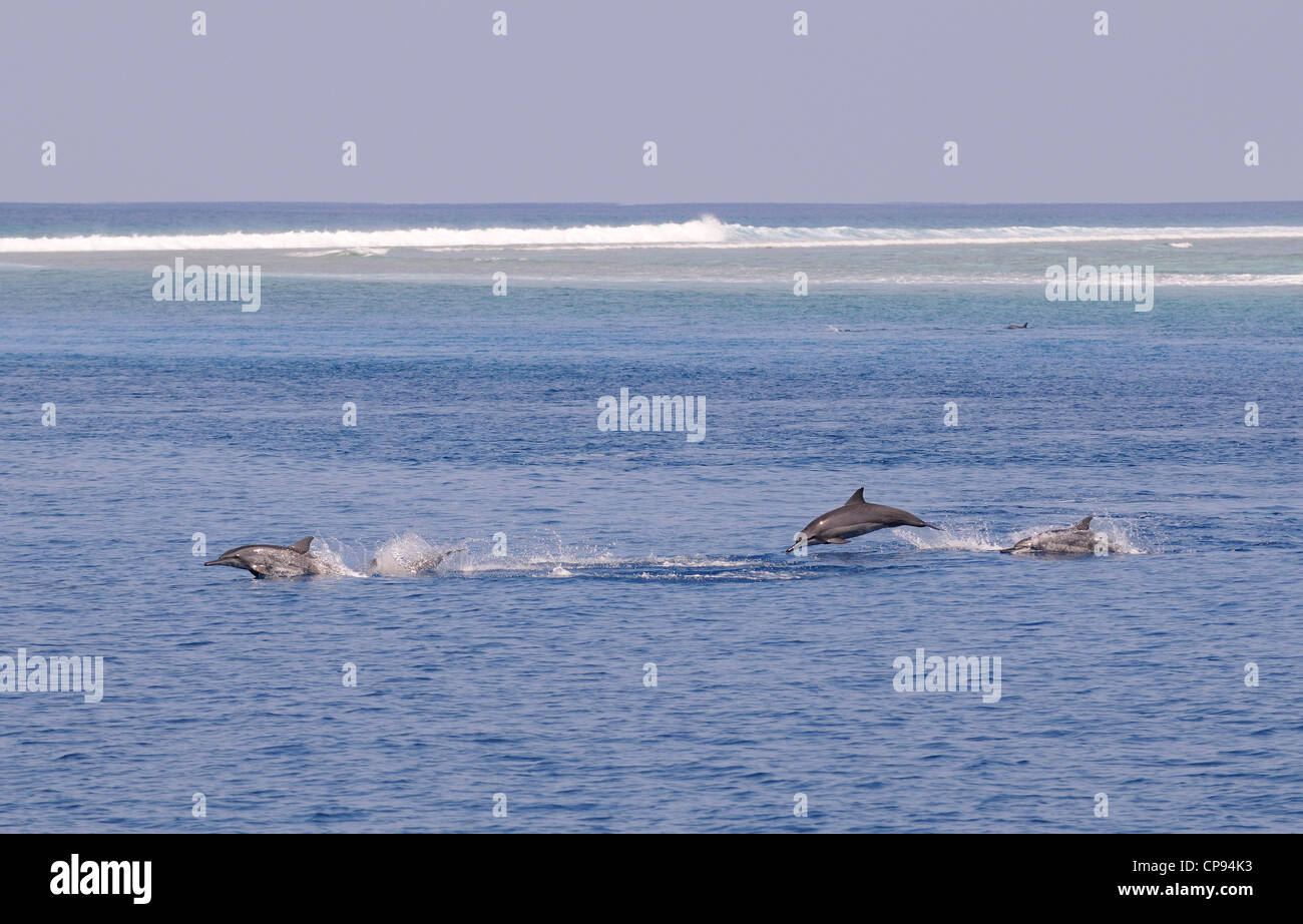 Dolphin pod hi-res stock photography and images - Alamy