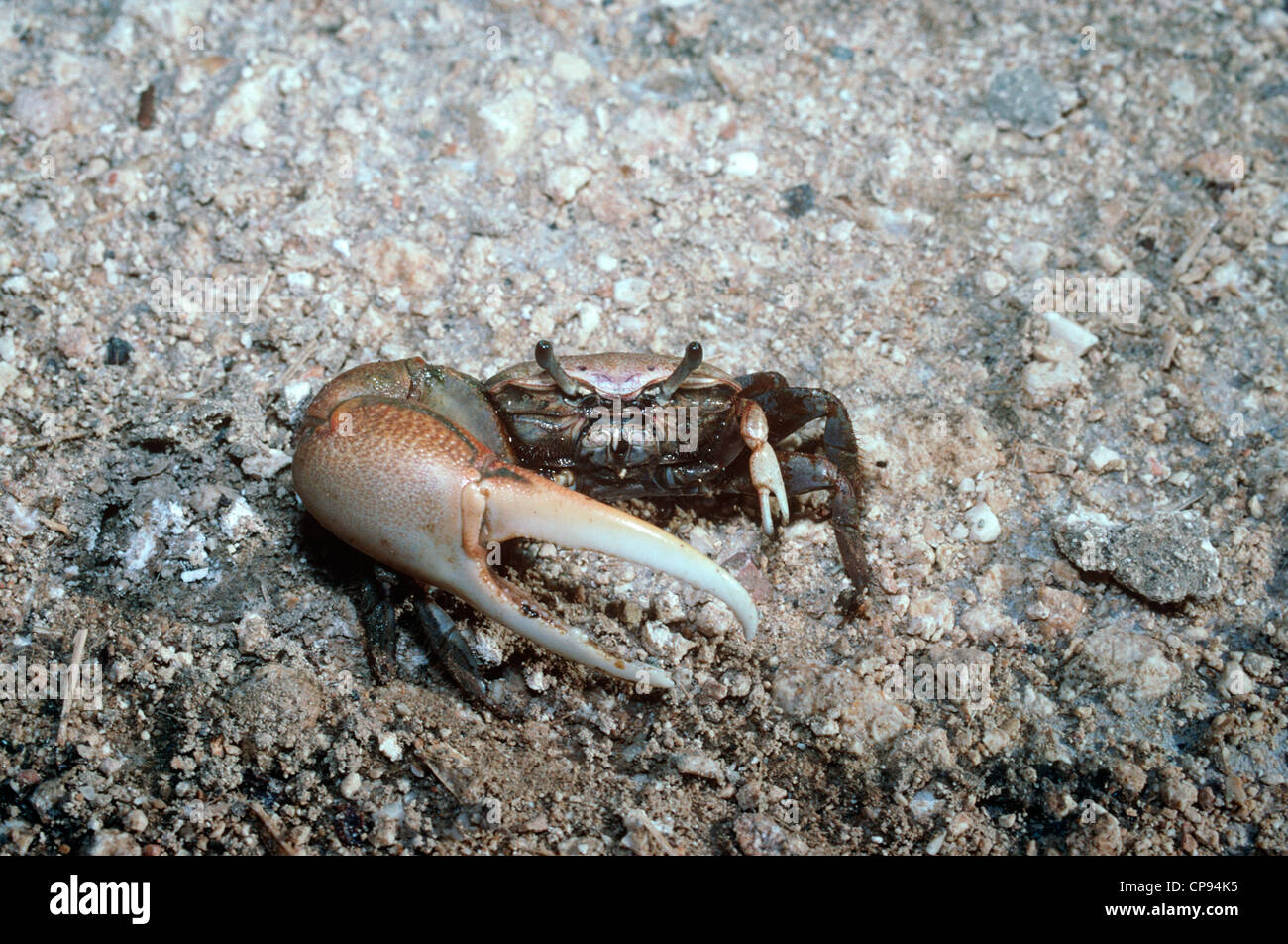 Ive's fiddler crab (Uca speciosa: Ocypodidae) male feeding at low tide ...