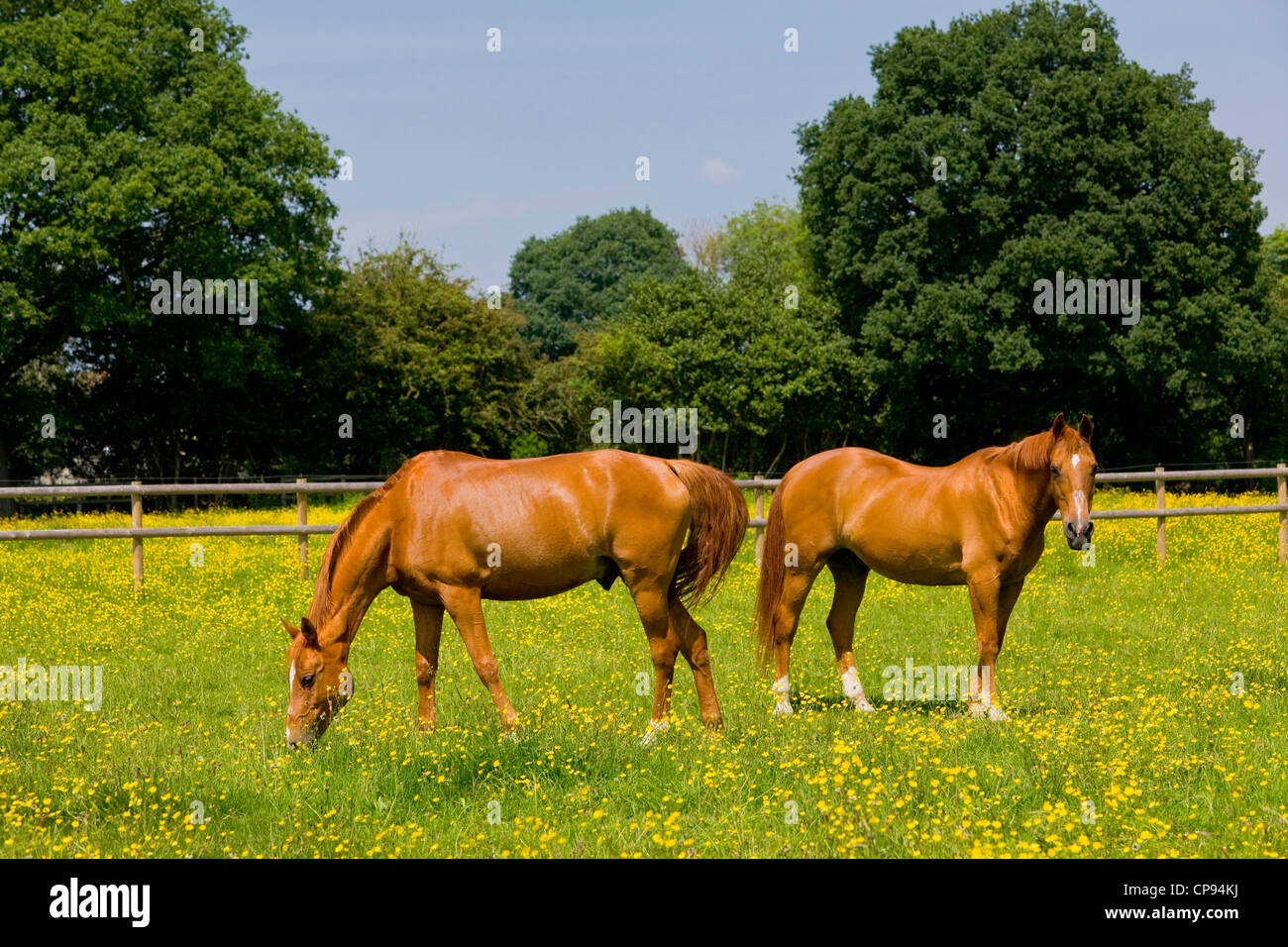 Arabian horse breed hi-res stock photography and images - Alamy